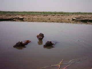 Hima Mesopotamia: Travels in Jordan 2013: al Ahwar the marshes April 15